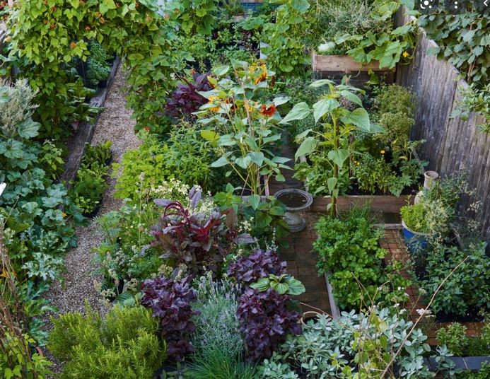 Urban Edible Garden at Northolt Library Gardens | Ealing and Hounslow CVS